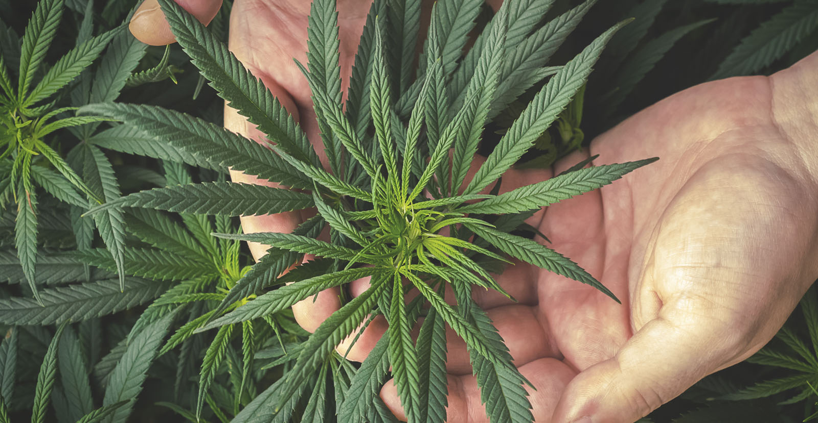 The Rising Potency of Marijuana: A Public Health Concern